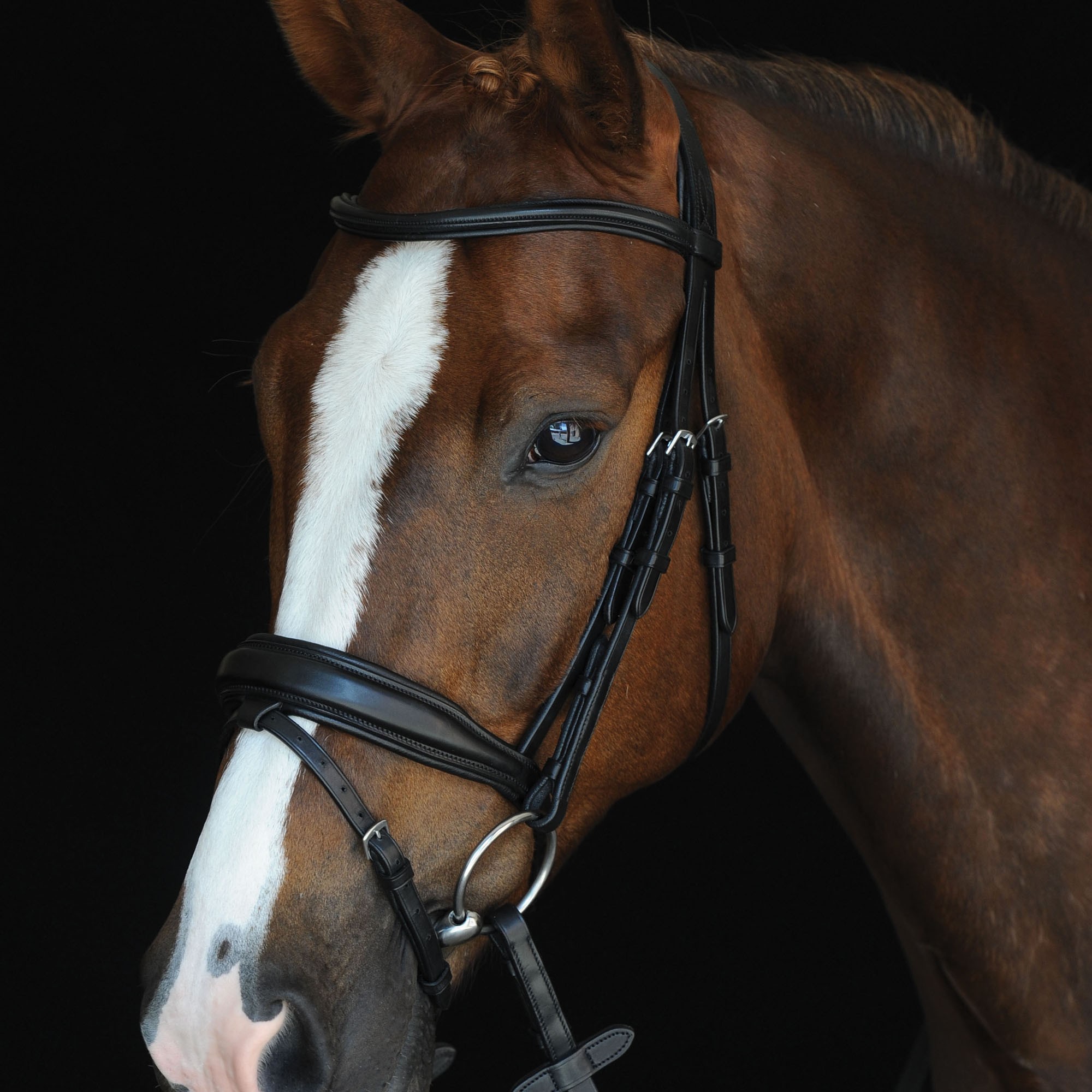 Collegiate Mono Crown Padded Raised Flash Bridle (Black) - Cool Equestrian