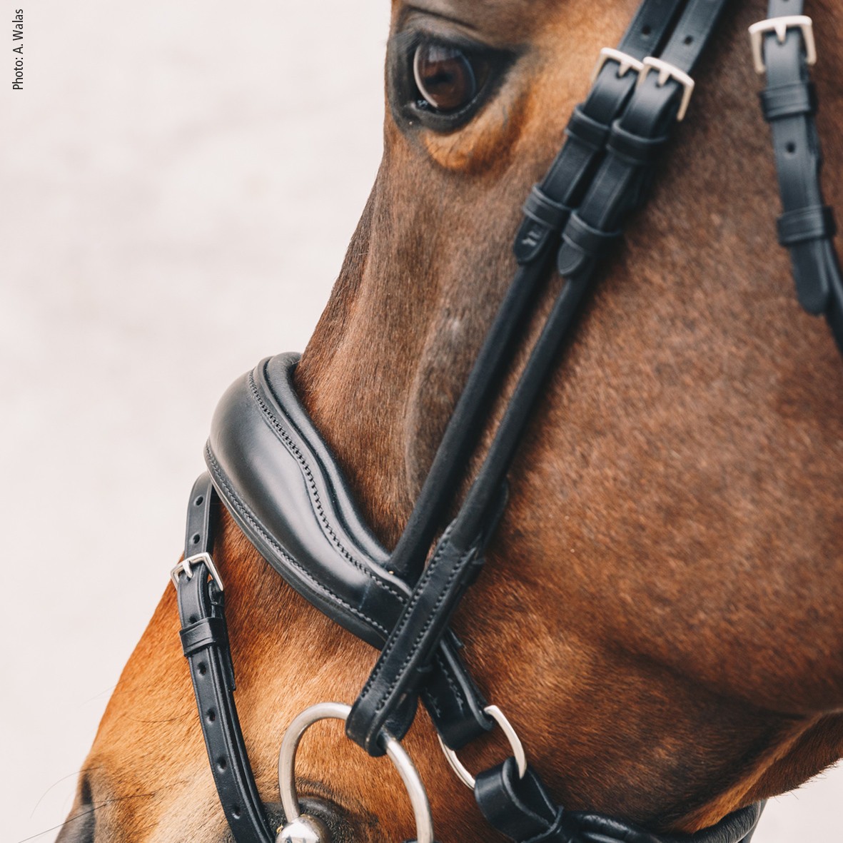 Schockemohle Malibu Flash Bridle - Cool Equestrian